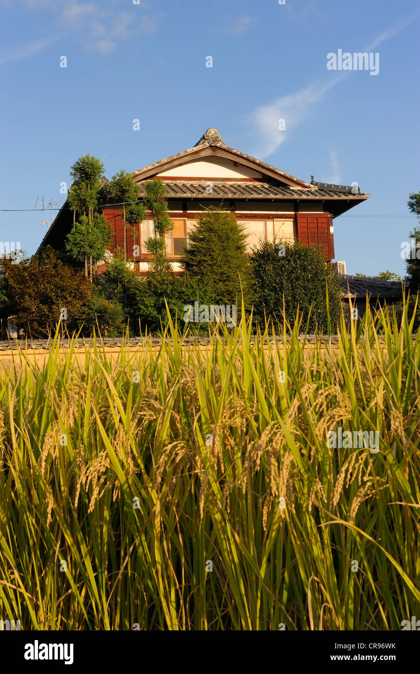 Japanese paddy farm hi-res stock photography and images - Alamy