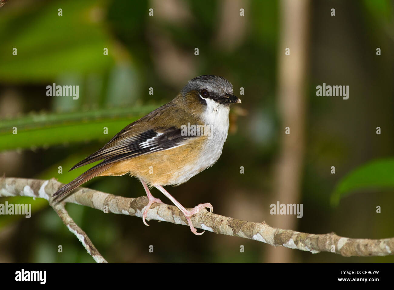 Cinereifrons hi-res stock photography and images - Alamy