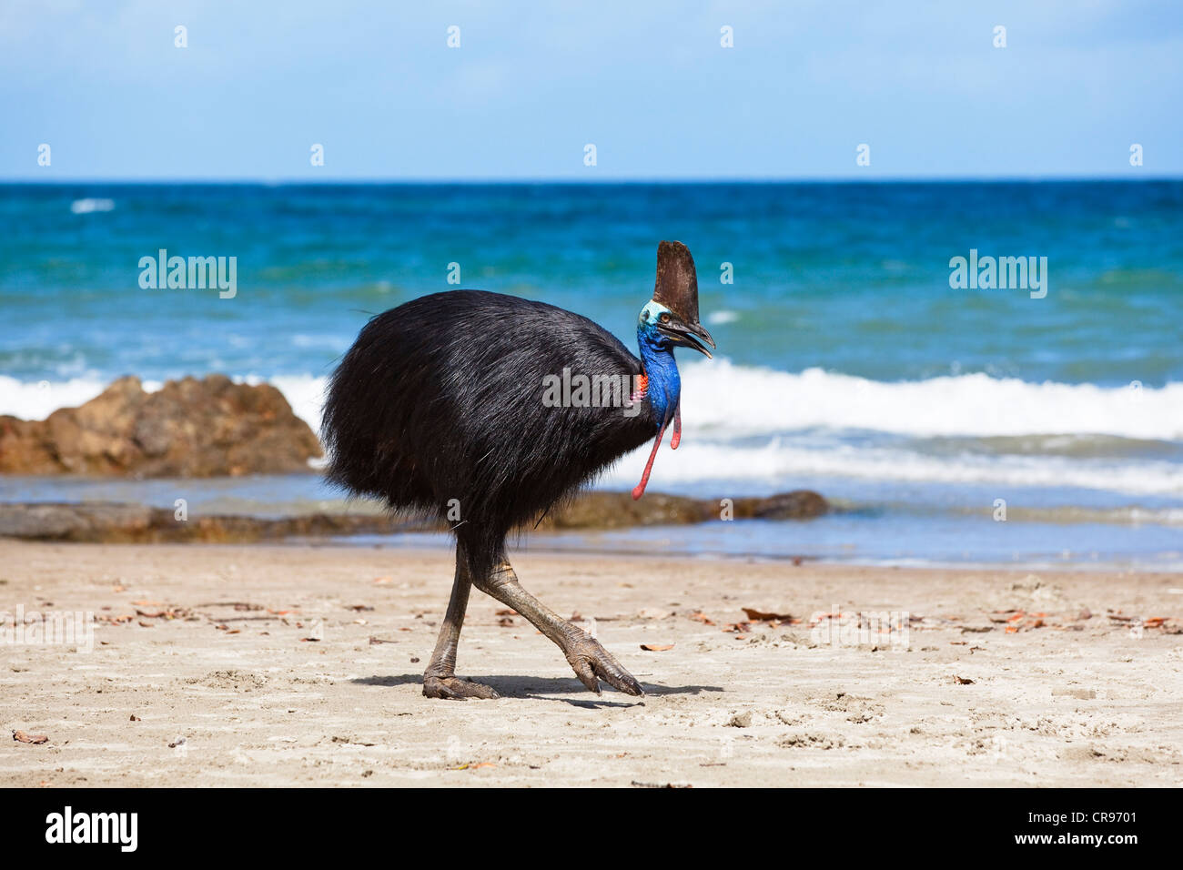 Southern Cassowary (Casuarius Casuarius), female on a beach, Moresby ...