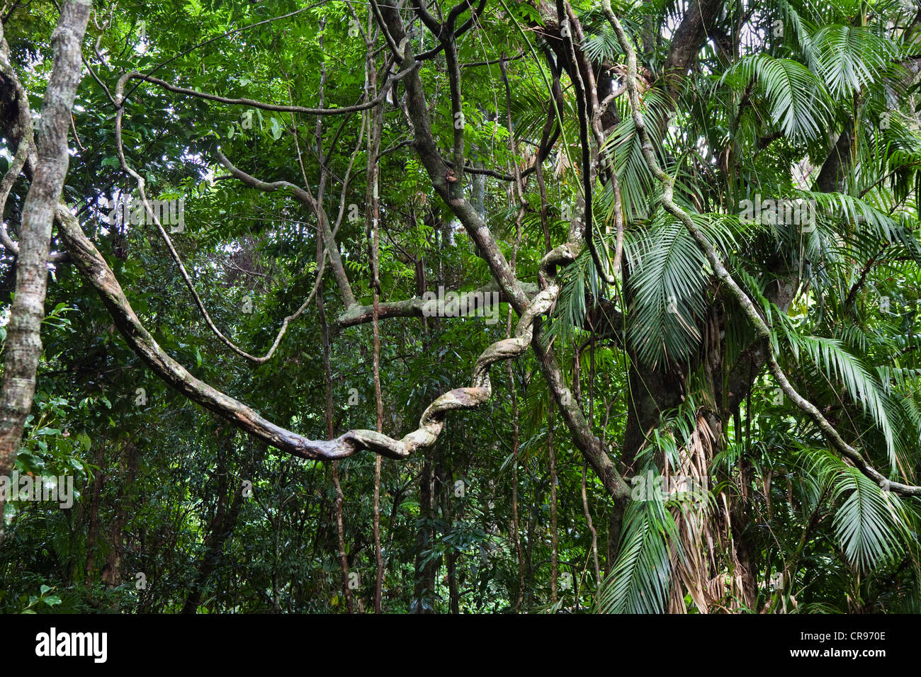 Lianas in the rainforest, Daintree National Park, North Queensland, Australia Stock Photo - Alamy