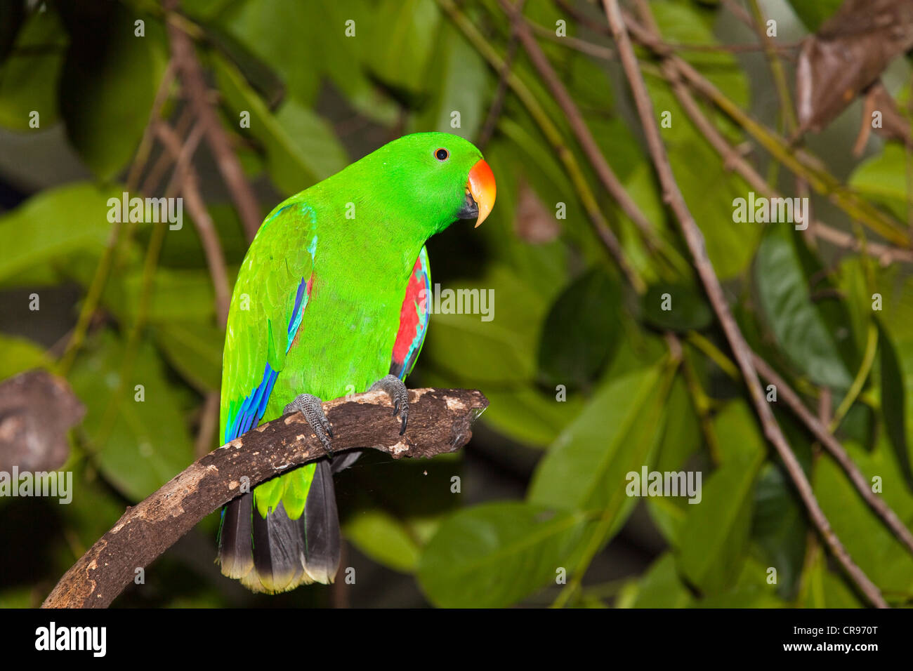 Eclectus Parrot (Eclectus roratus), male, rainforest, Cape York ...