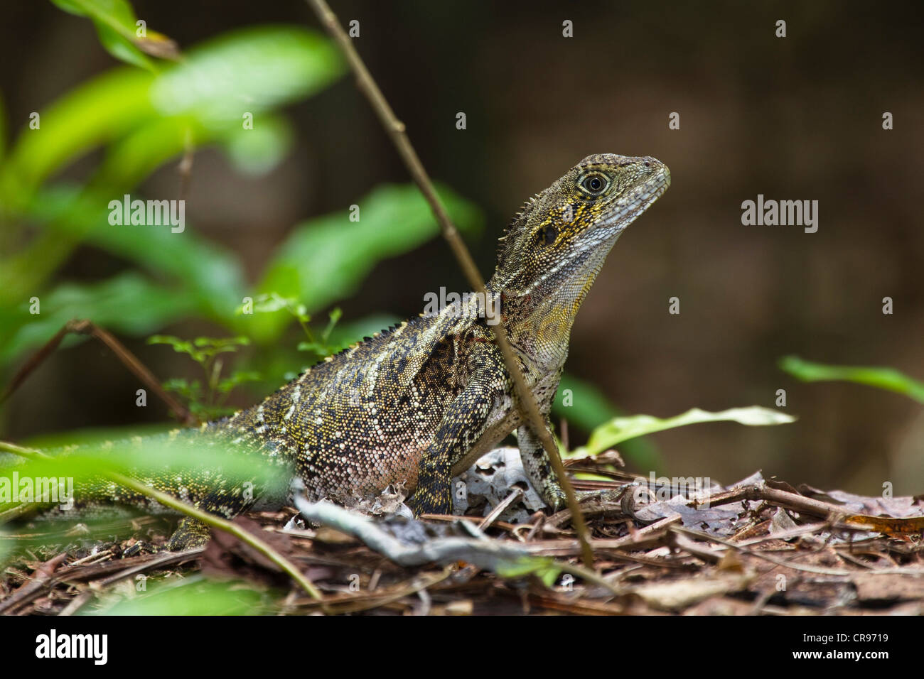 Australia water dragon hi-res stock photography and images - Alamy