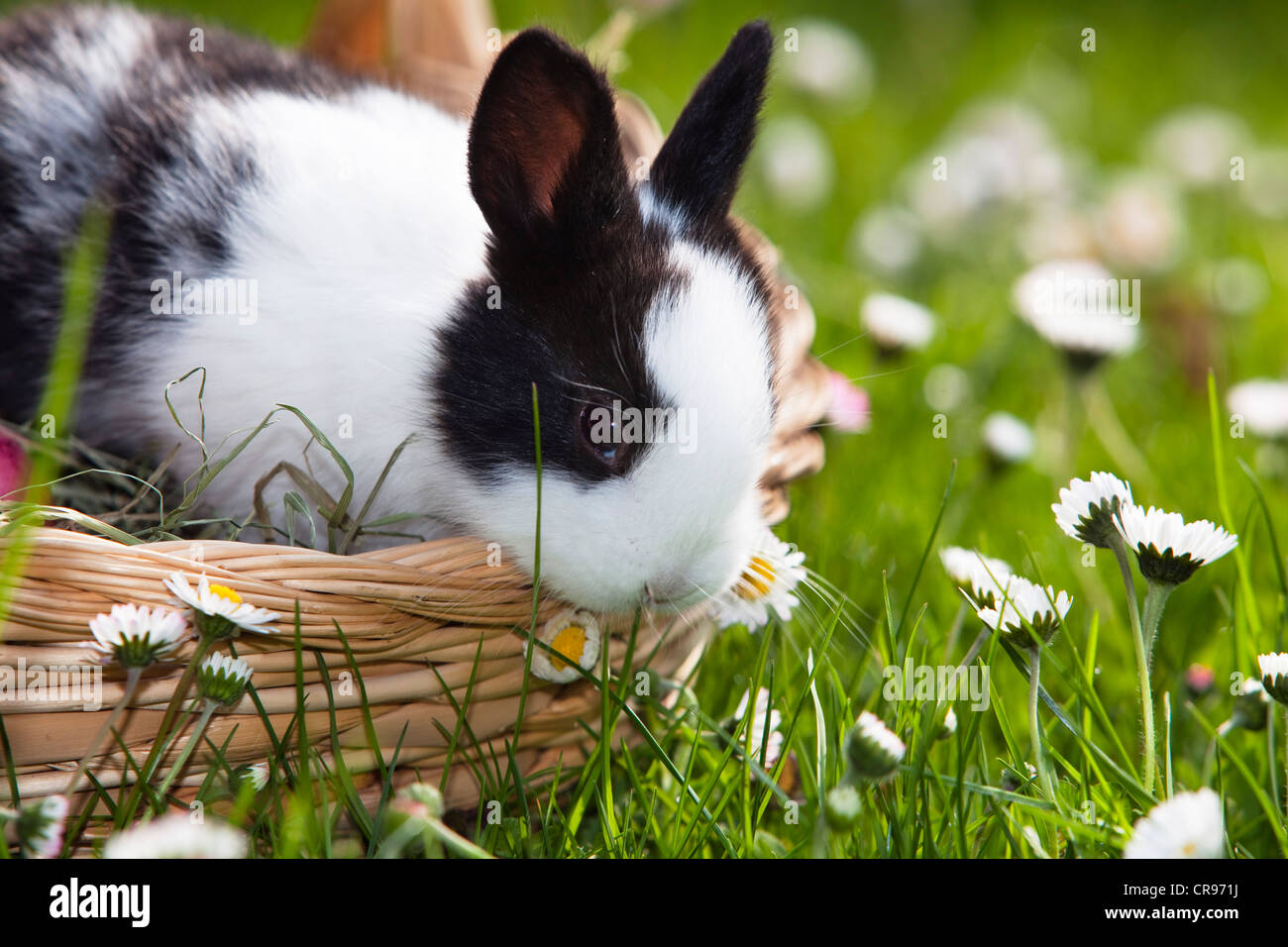 Rabbit breeds hi-res stock photography and images - Alamy