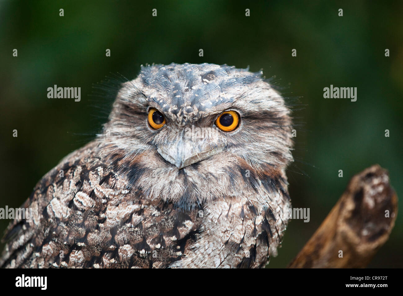 Tawny Frogmouth (Podargus strigoides), young bird, Queensland ...