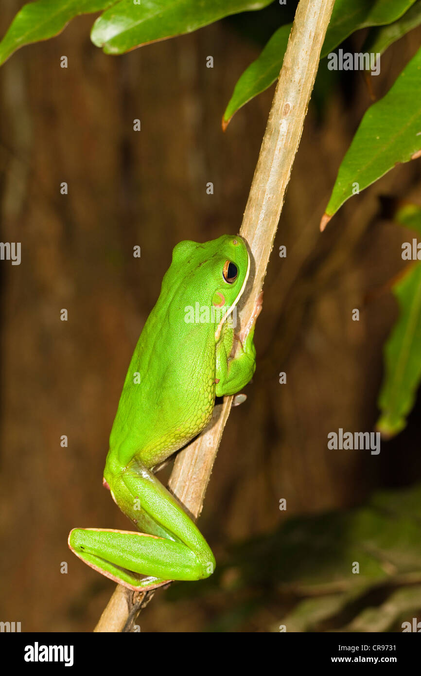 White-lipped Tree Frog (Litoria infrafrenata), rainforest, Iron Range ...
