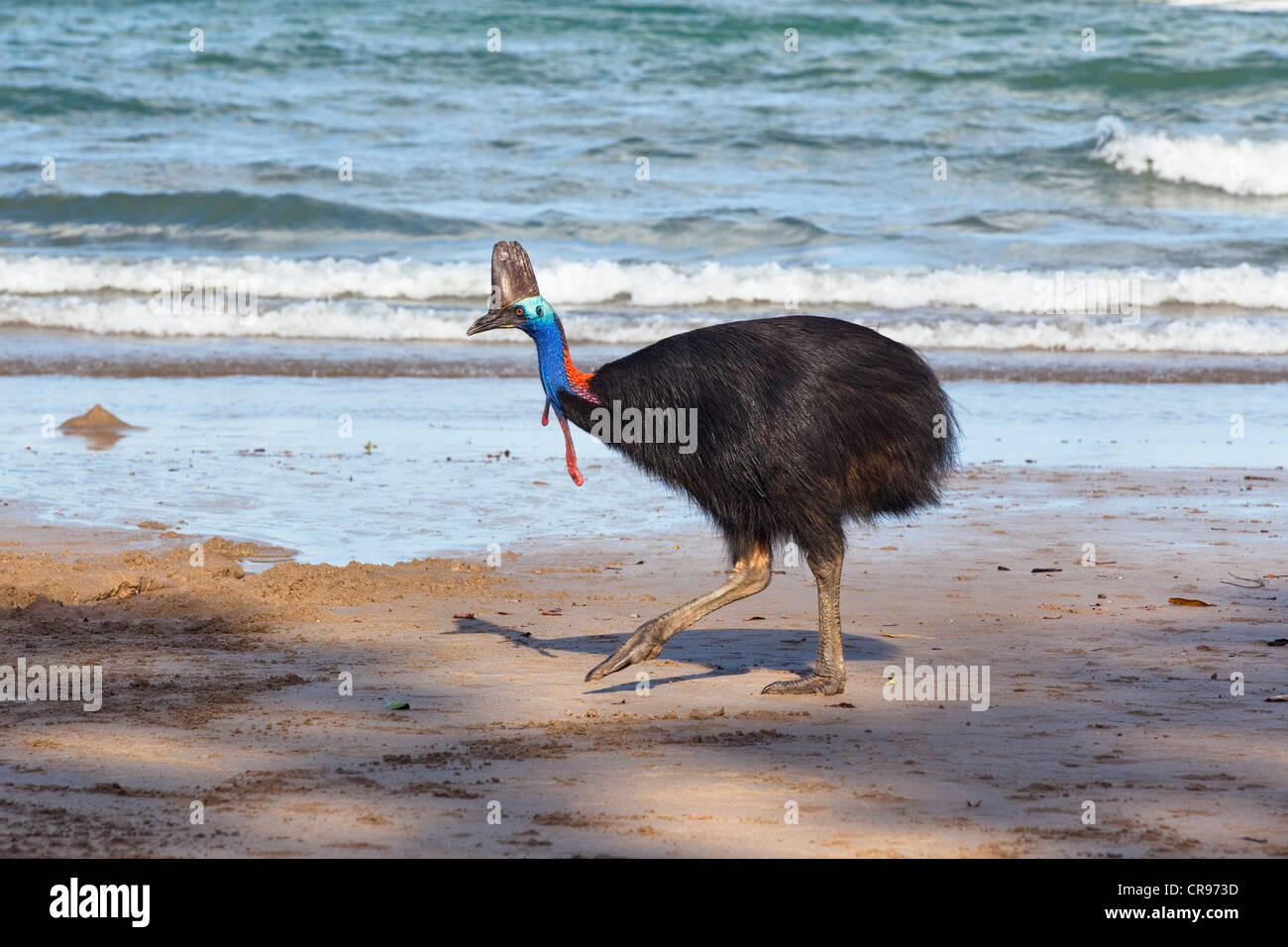 Southern Cassowary (Casuarius casuarius), female on the beach, Moresby ...