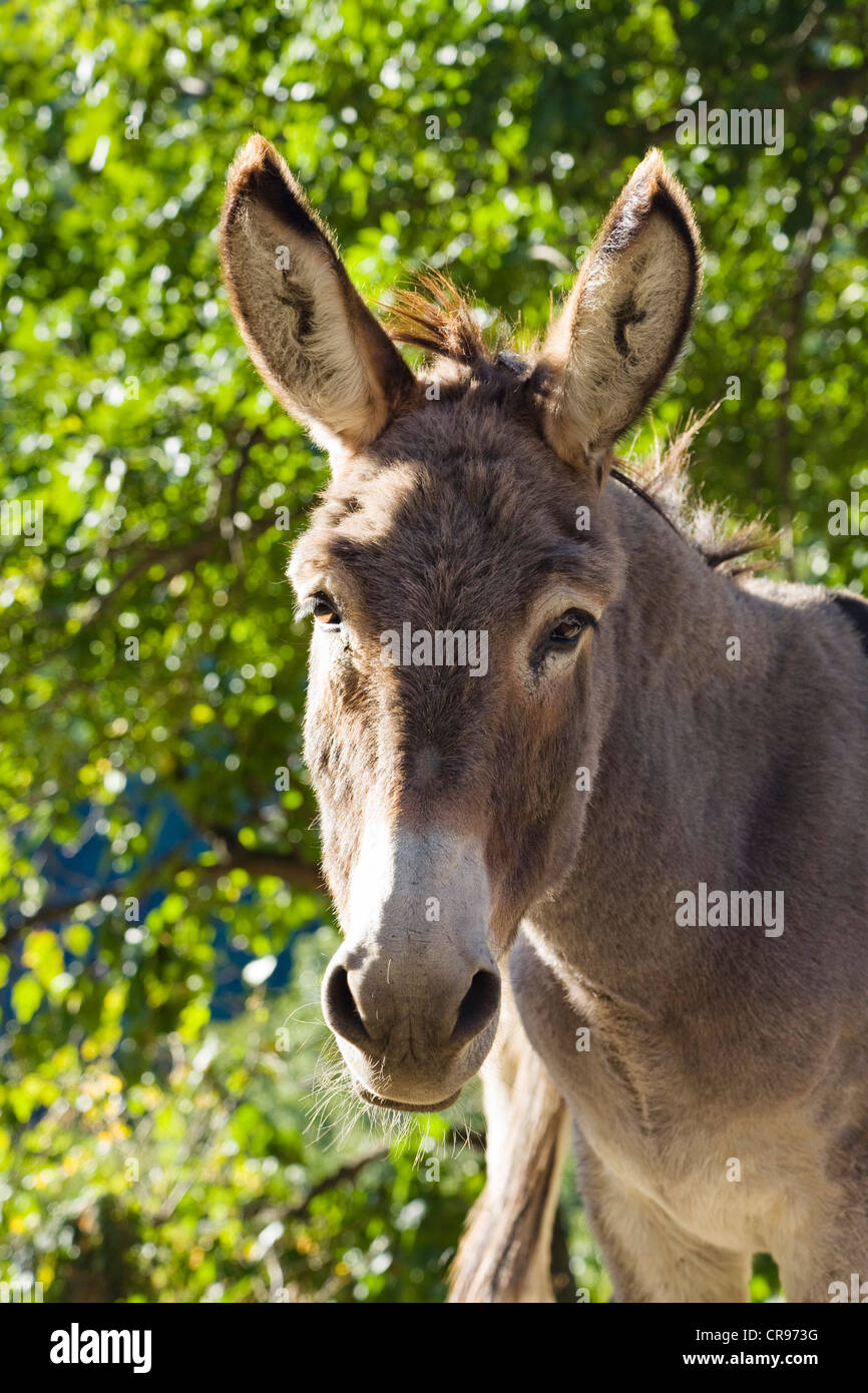 Donkey, portrait, Cevennes, France, Europe Stock Photo - Alamy