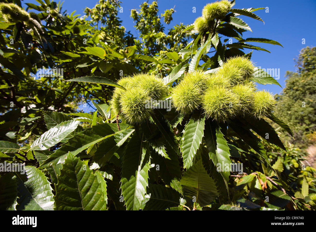 Castanea hi-res stock photography and images - Alamy