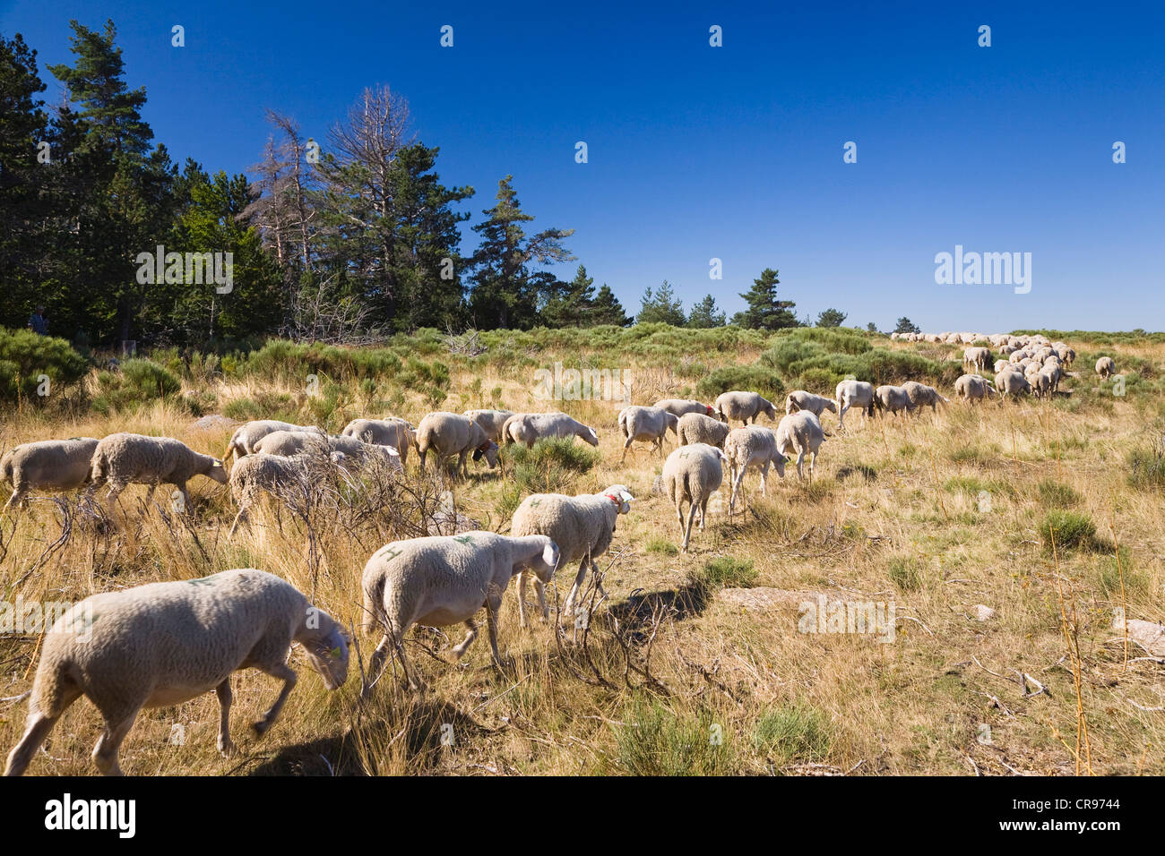 Herd of sheep hi-res stock photography and images - Alamy