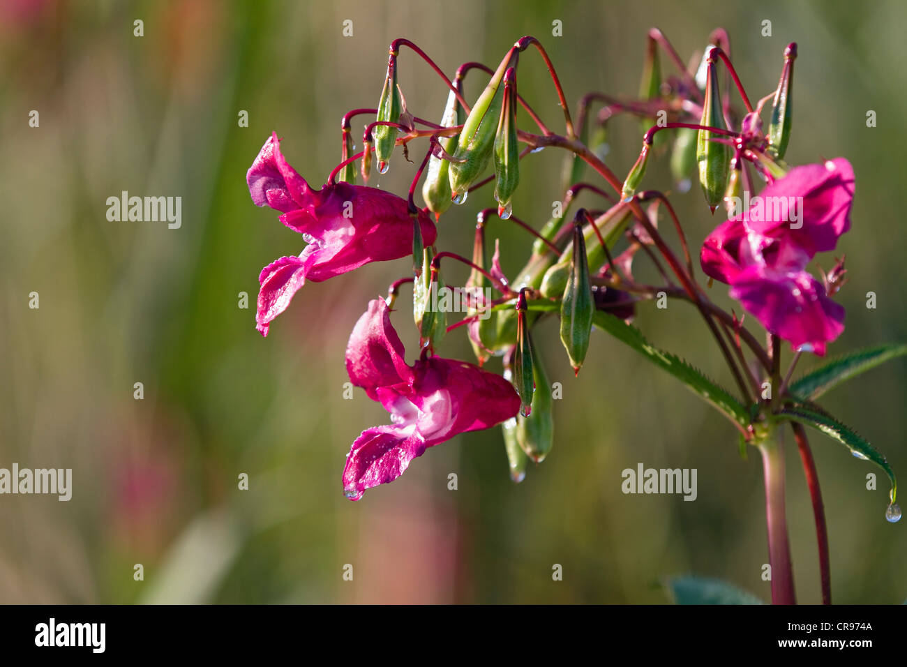 Himalayan Balsam (Impatiens glandulifera), flowers and seed capsules ...