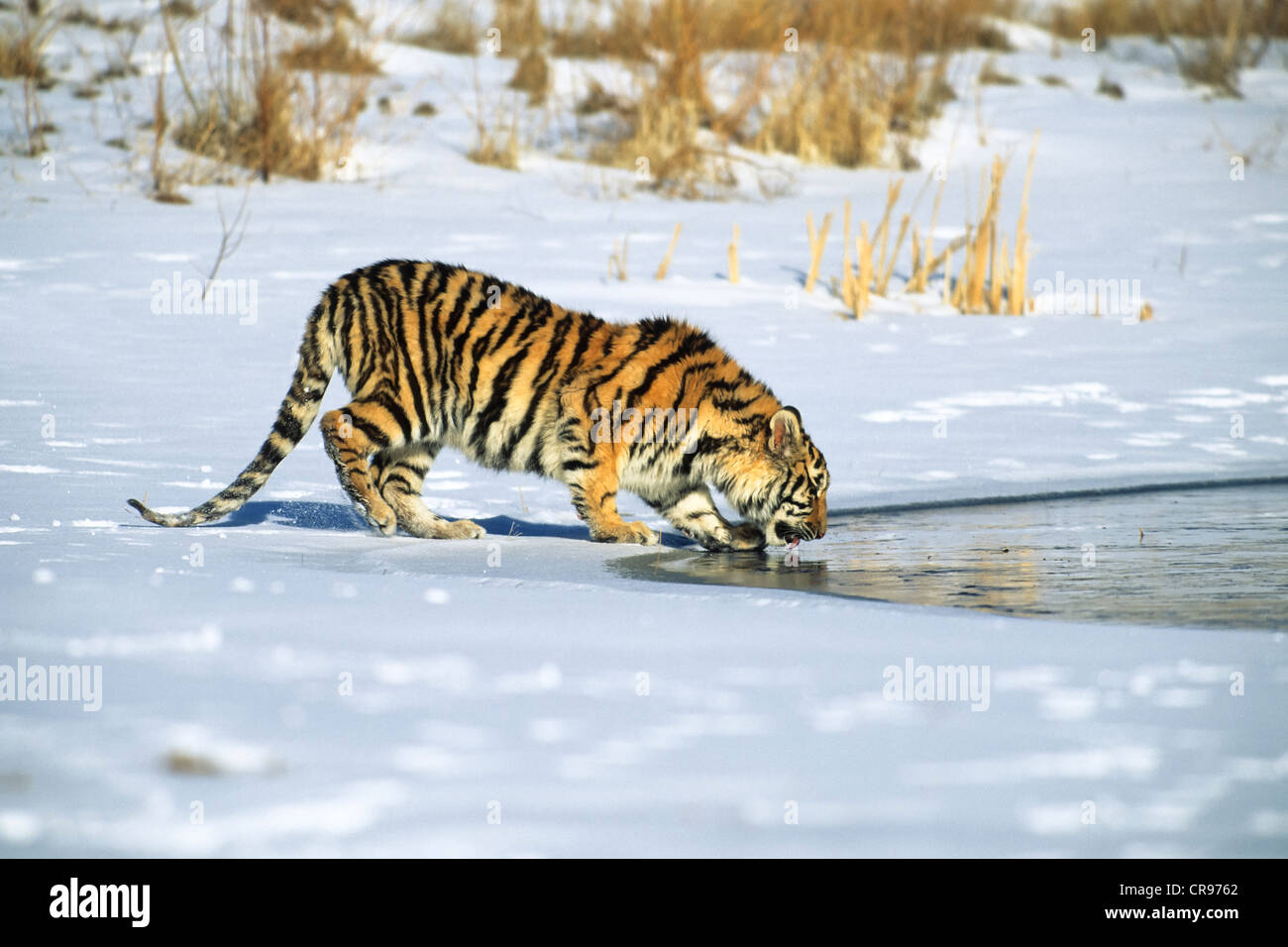 Siberian Tiger (Panthera tigris altaica), in the snow, drinking water ...