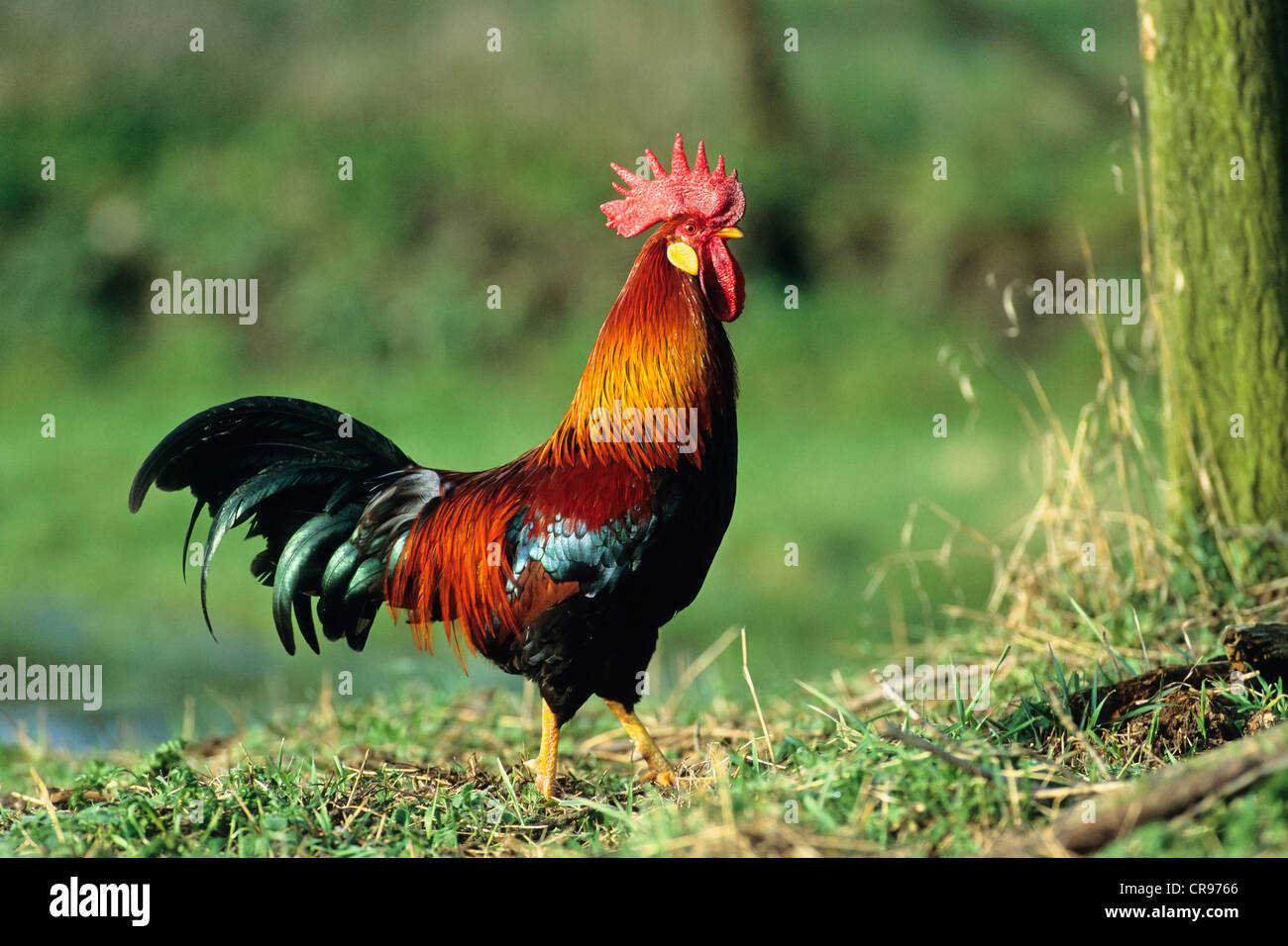 Rooster, cock, Gauloise Dorée chicken breed, Bavaria, Germany Stock ...