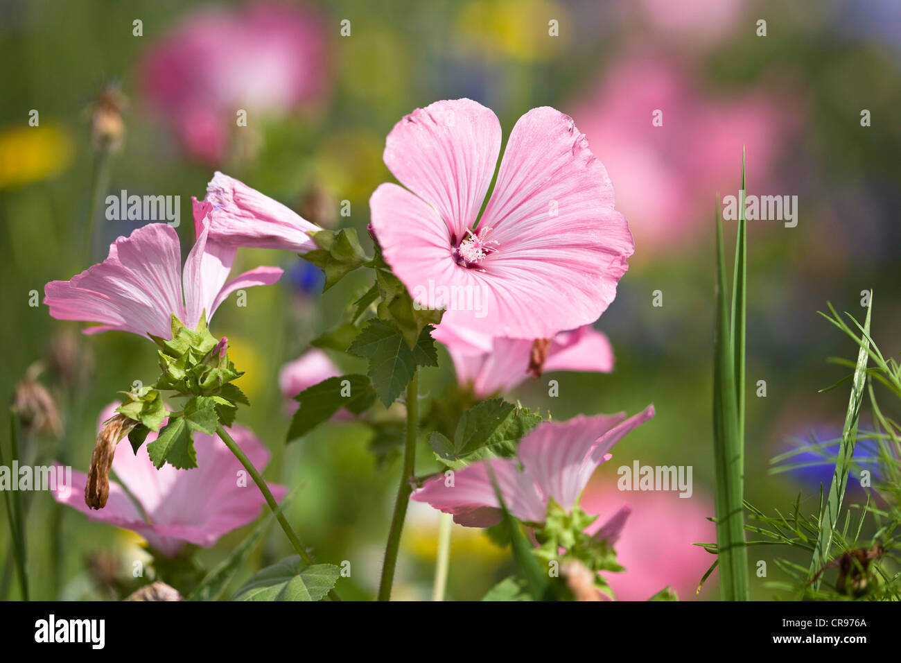 Malva moschata blossom close hi-res stock photography and images - Alamy