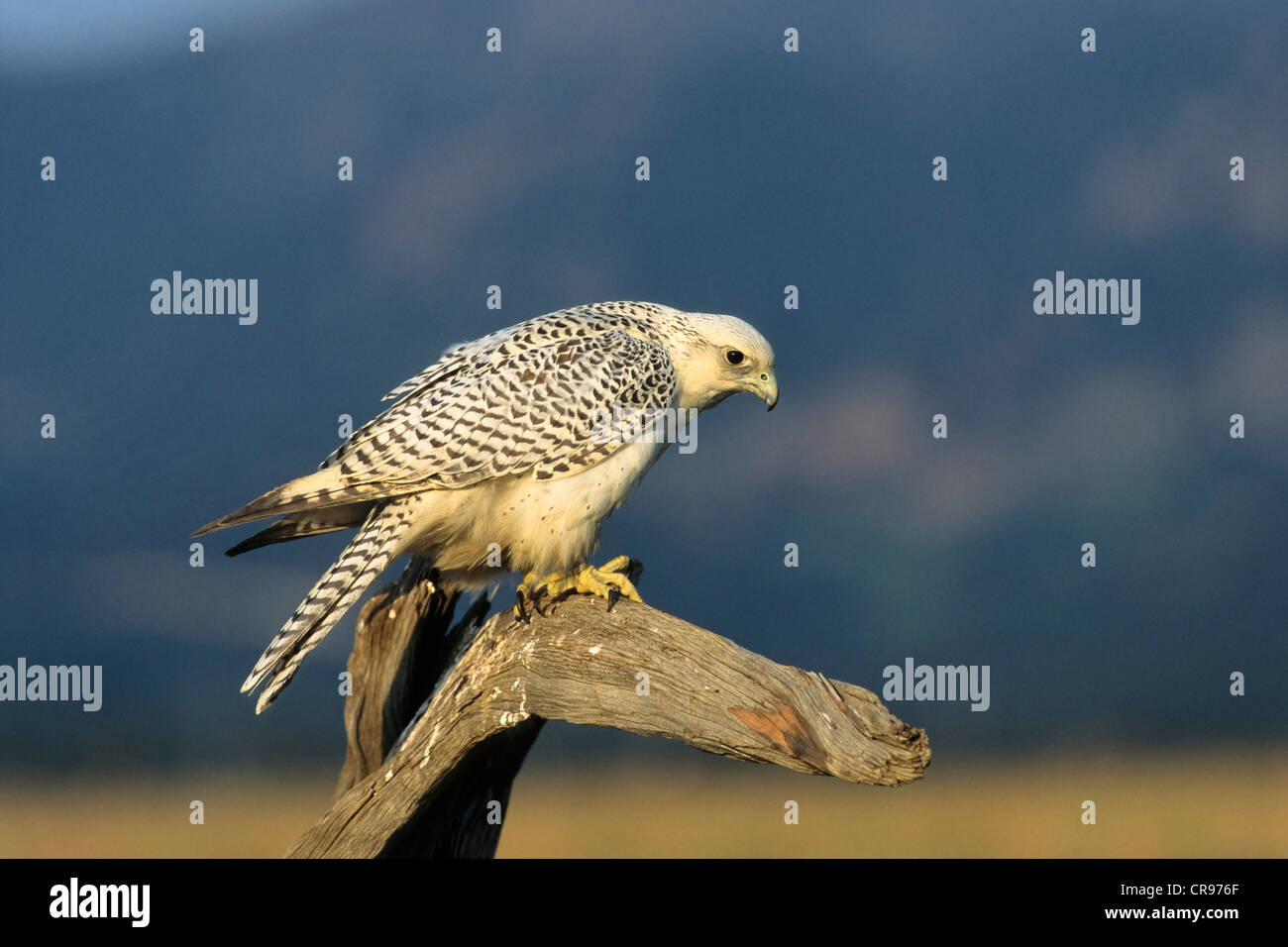 Gyrfalcon (Falco rusticolus), female, white morph, North America ...