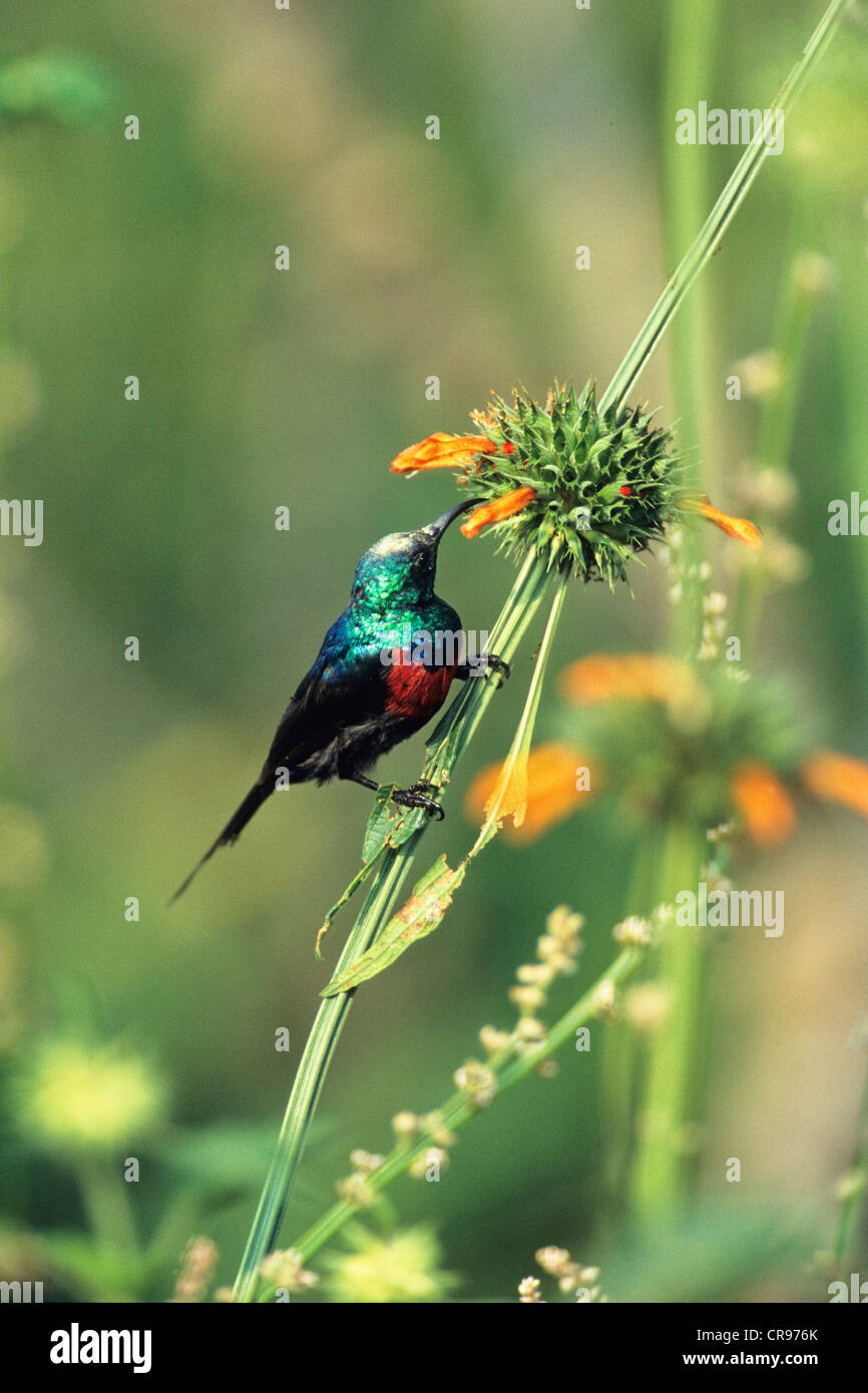 African sunbirds hi-res stock photography and images - Alamy