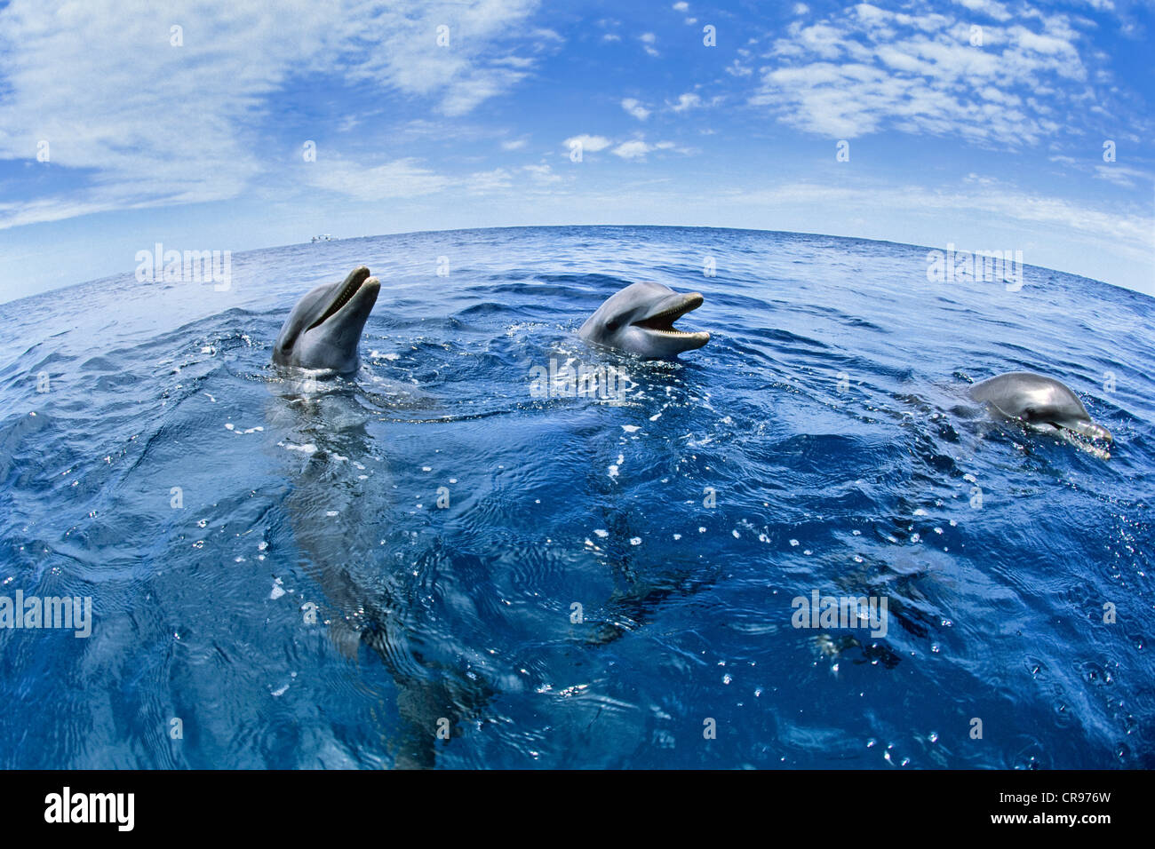 Bottlenose Dolphins (Tursiops truncatus), Caribbean Stock Photo - Alamy