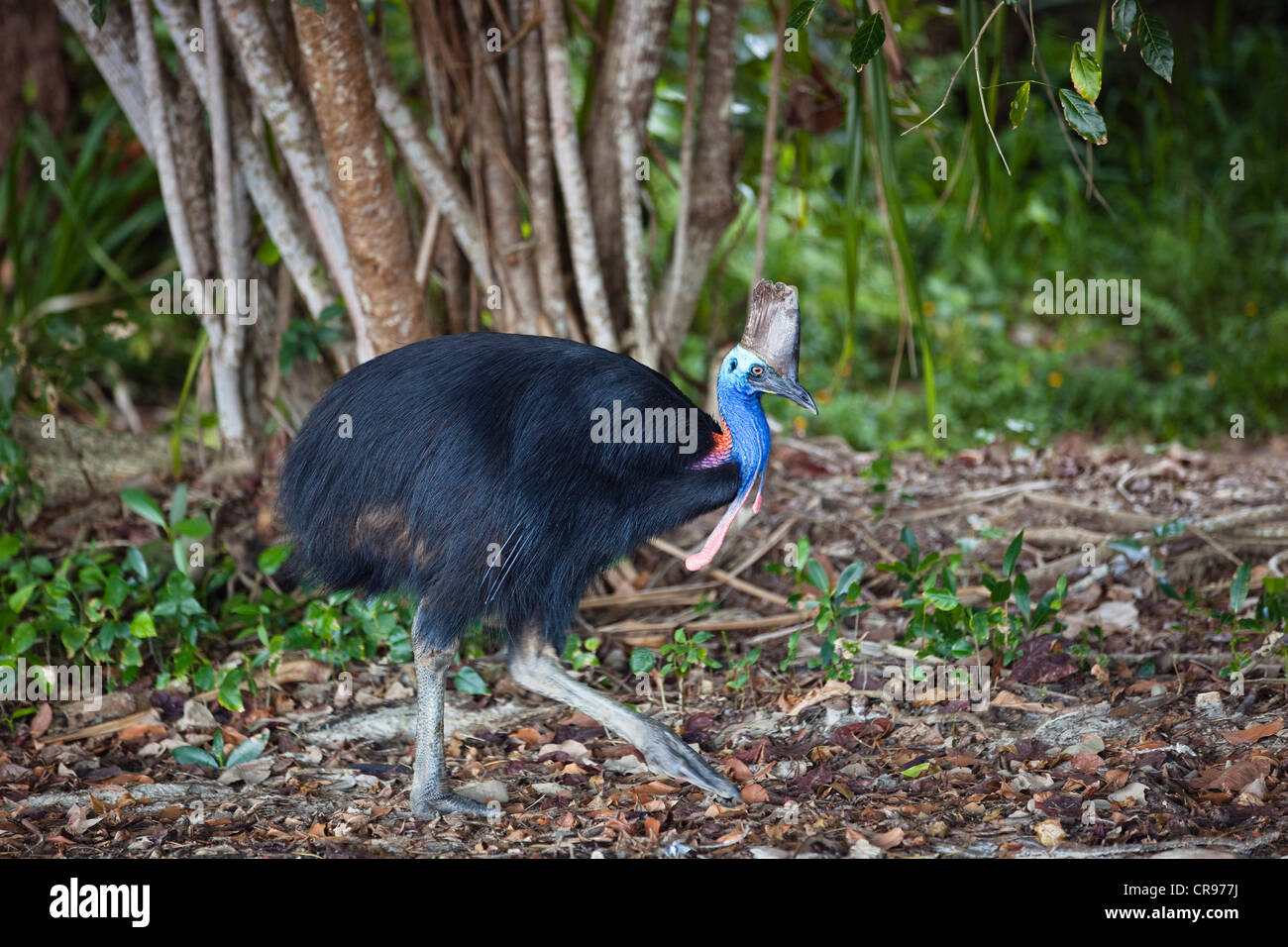 Cassowary (Casuarius Casuarius), female, rain forest, Moresby Range ...