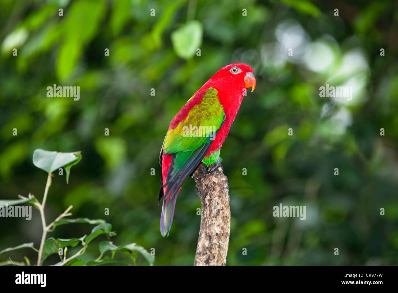 Lorius hi-res stock photography and images - Alamy