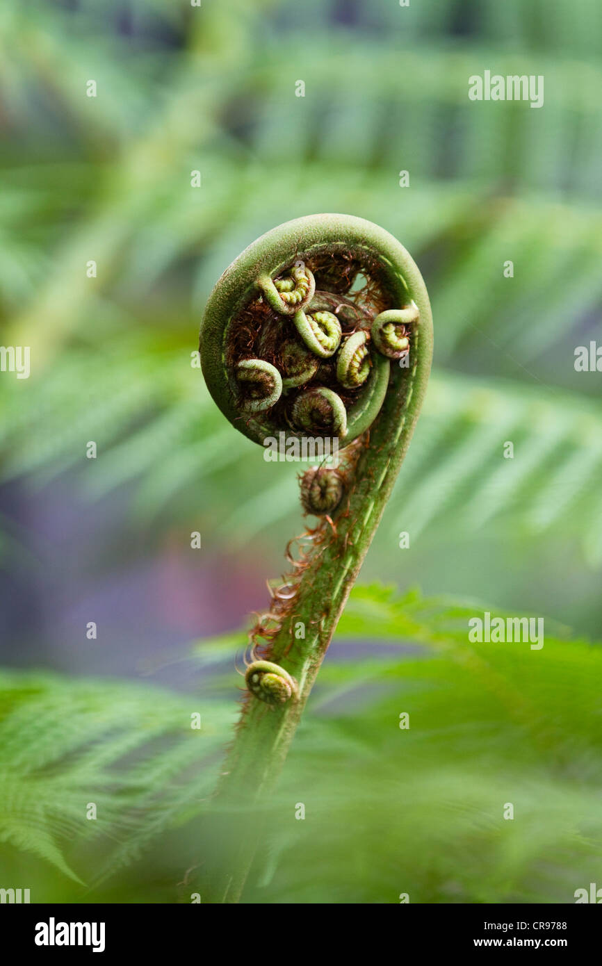 Daintree rainforest plants hi-res stock photography and images - Alamy