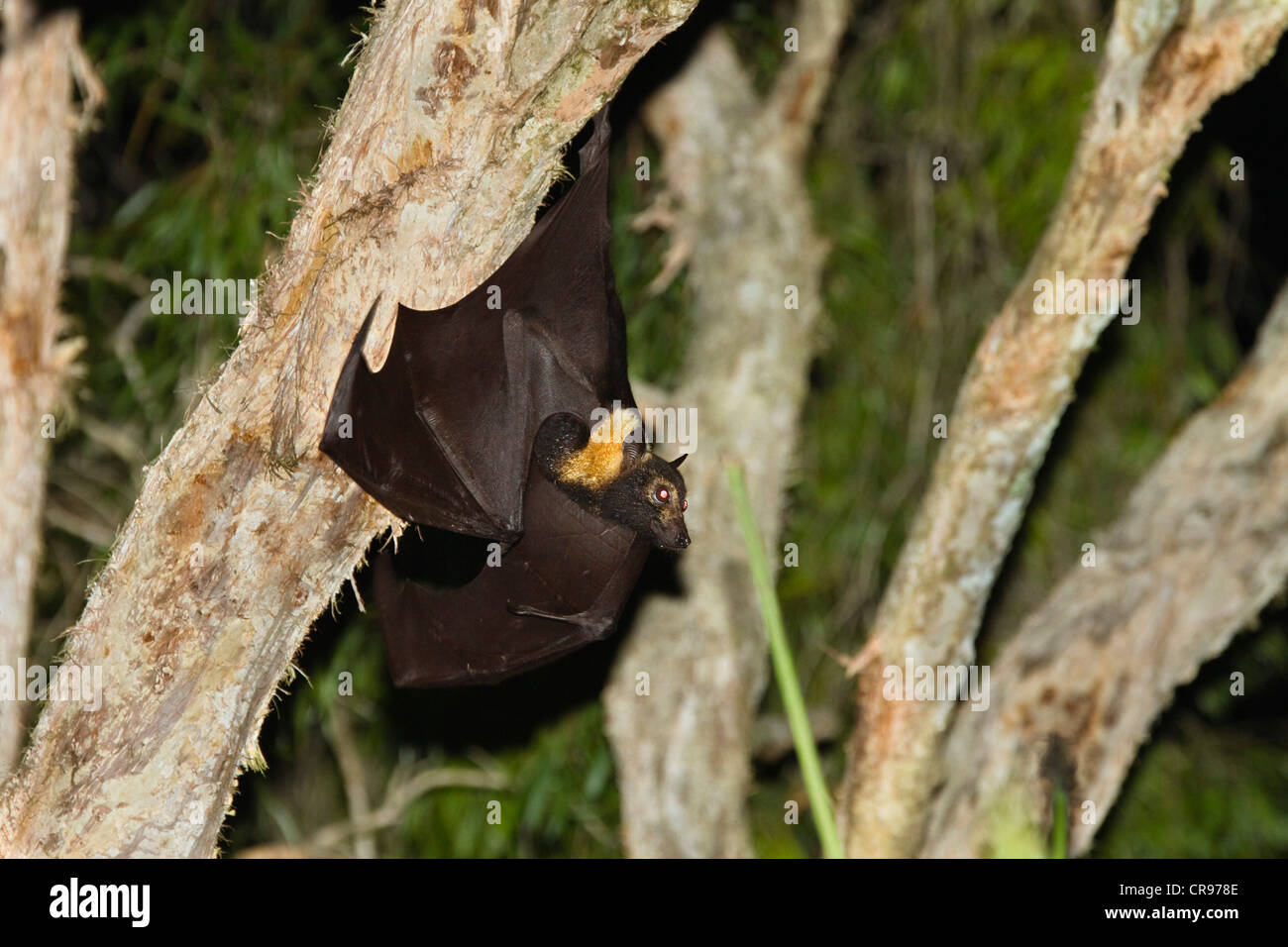 Flying Fox (Pteropus conspicillatus), Atherton Tablelands, Queensland ...