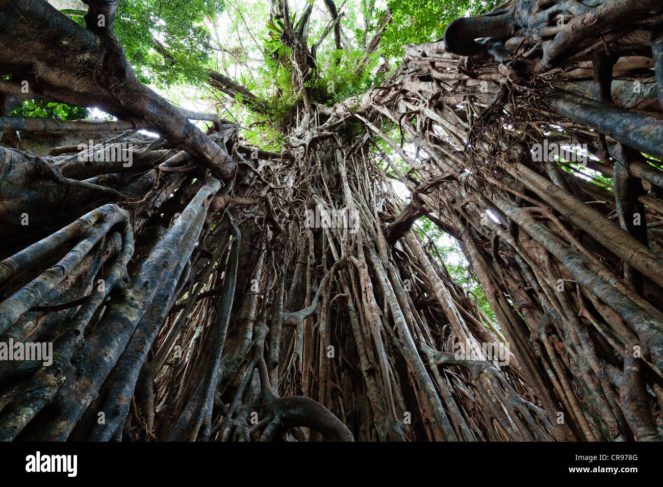 Strangler Fig Tree (Ficus virens), rainforest, Curtain Fig Tree ...