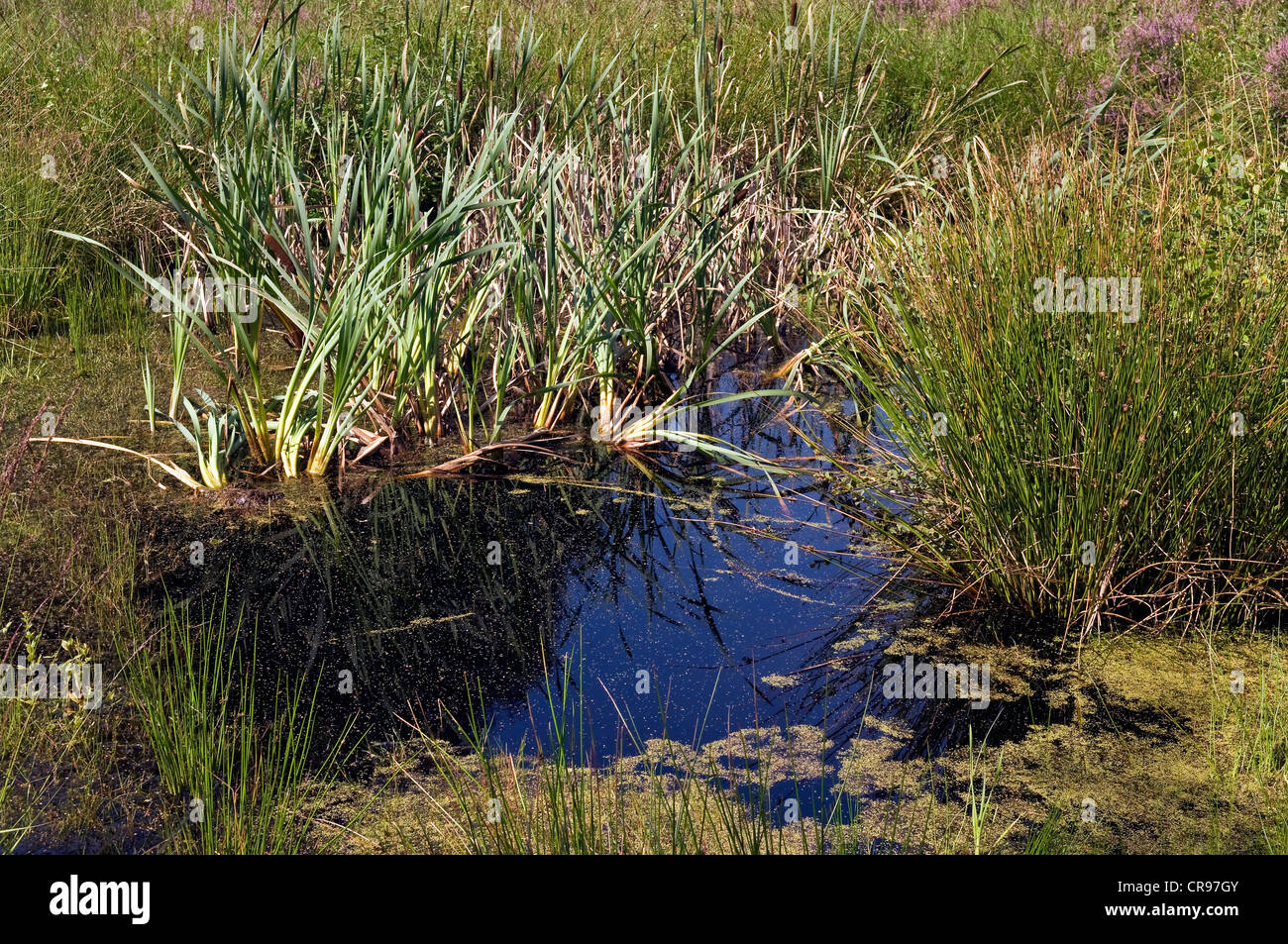 Pond in the marsh biotope, bulrush (Typha), Moormuseum Moordorf museum ...