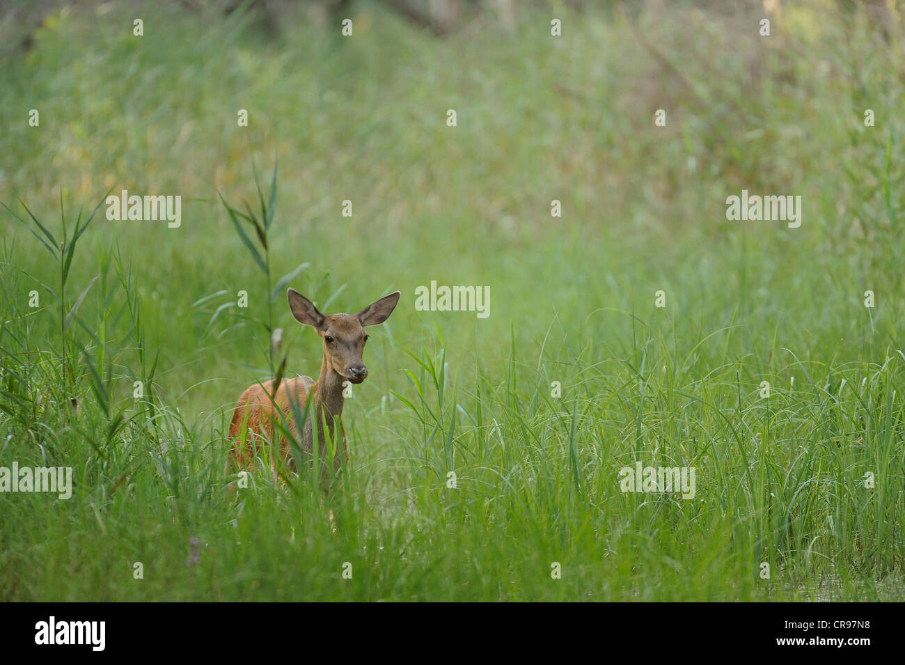 Red Deer (Cervus elaphus), doe, Danube wetlands, Donau Auen National ...