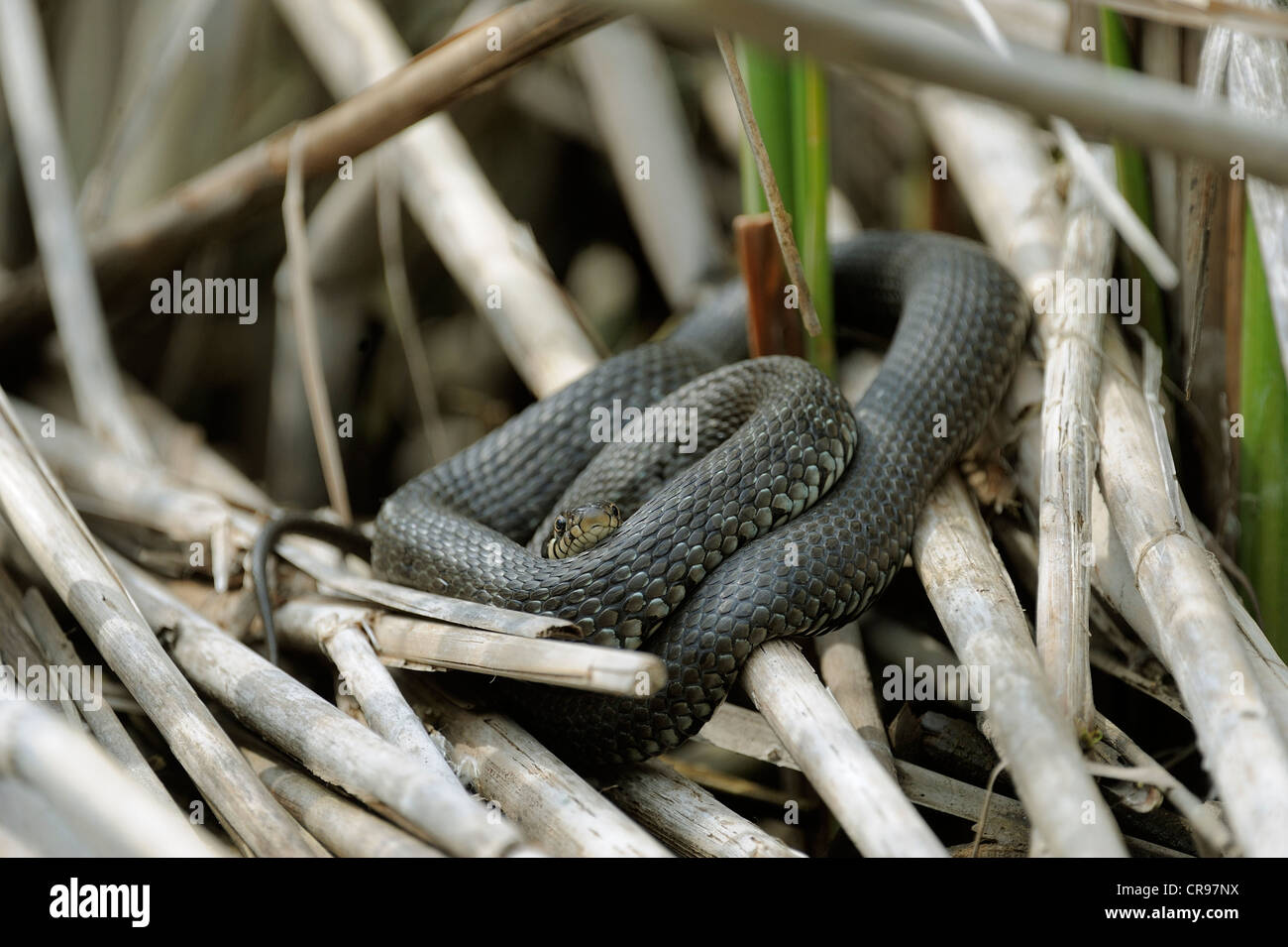 Grass Snake (Natrix natrix), Danube wetlands, Donau Auen National Park ...