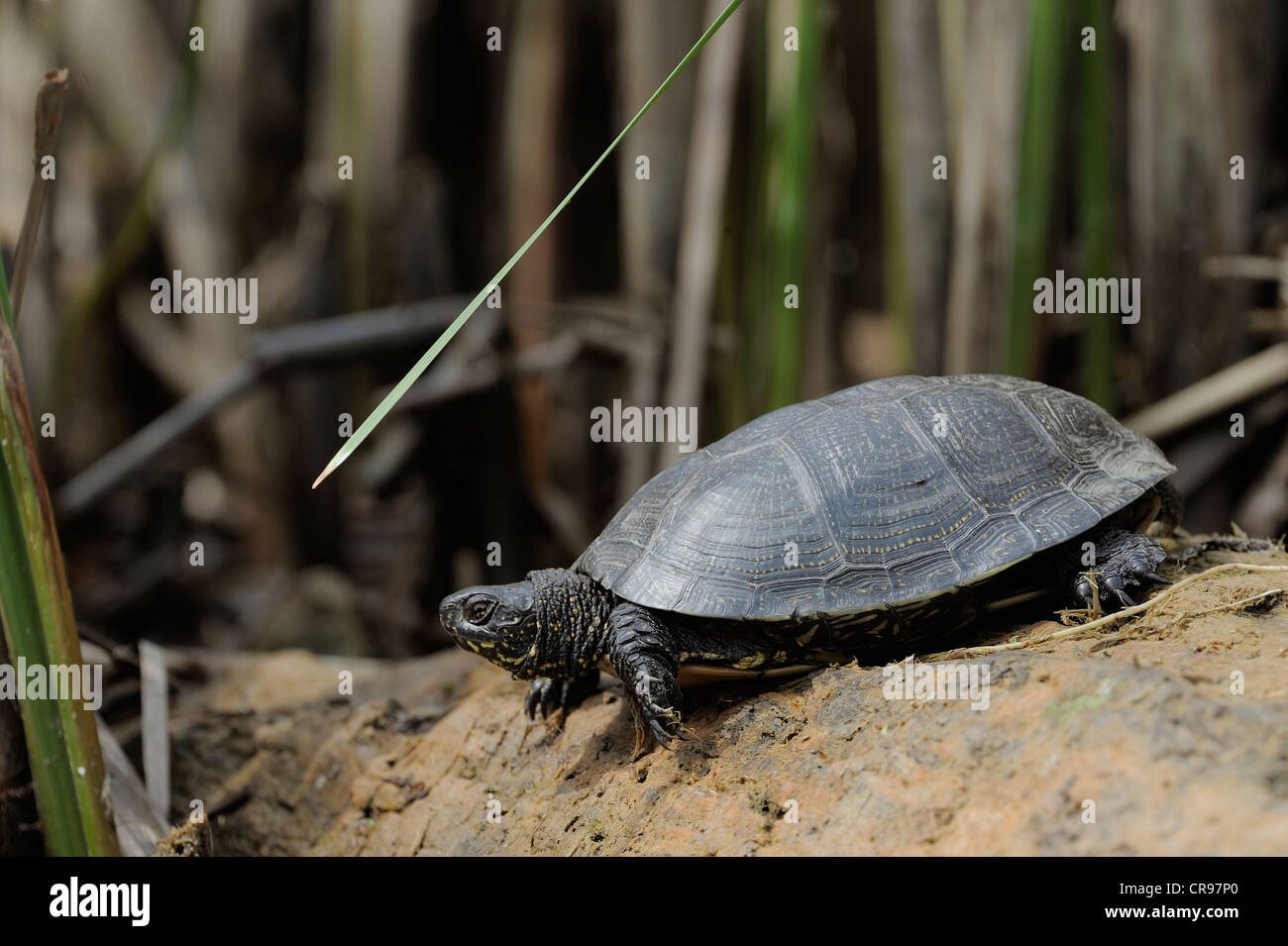 European Pond Turtle (Emys orbicularis), Danube wetlands, Donau Auen ...