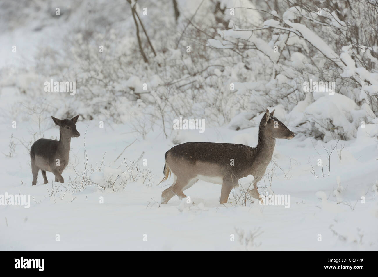 Fallow Deer (Dama dama), doe and calf in the snow, Danube wetlands ...