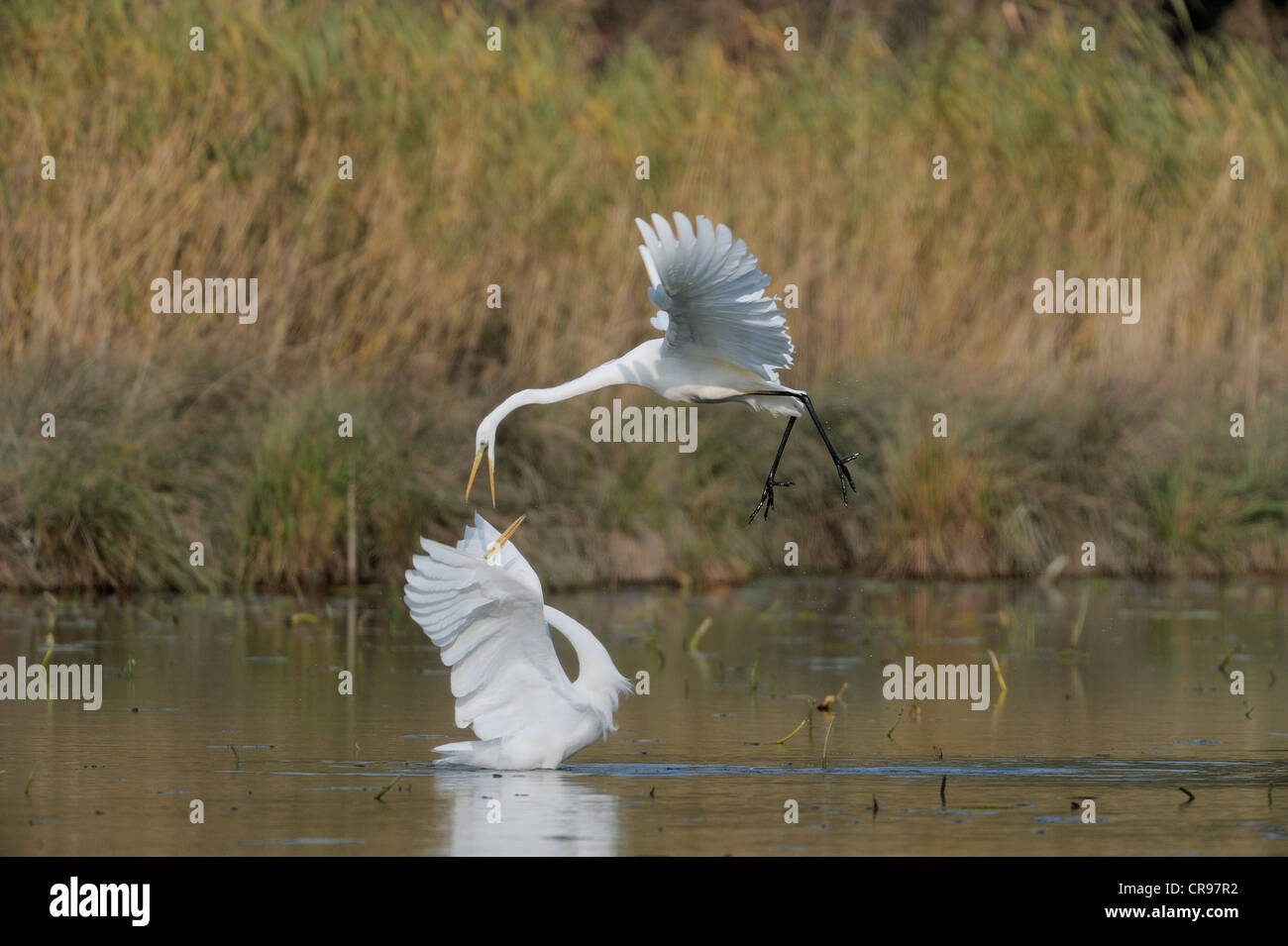 Fighting great egrets hi-res stock photography and images - Alamy
