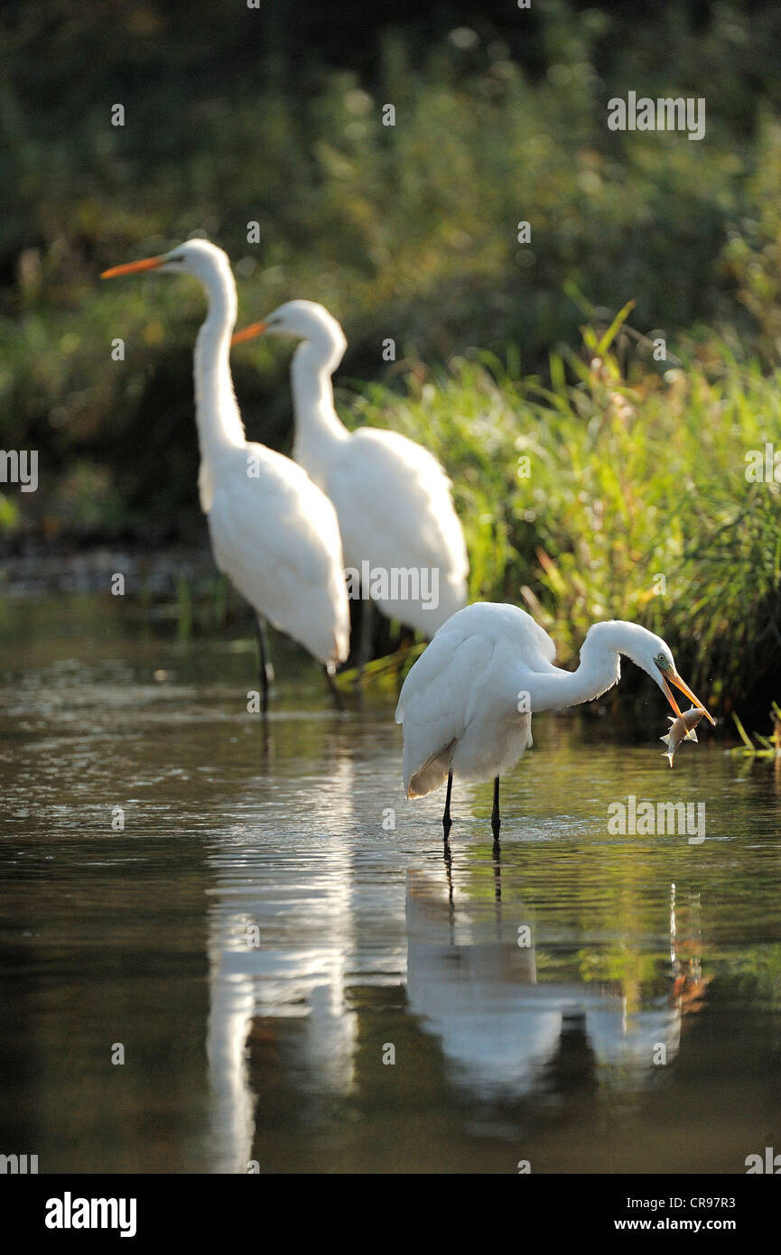 Donau fauna hi-res stock photography and images - Alamy