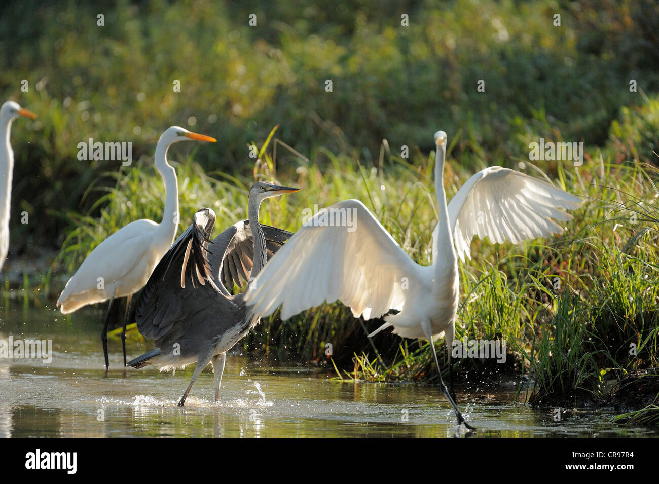 Donau fauna hi-res stock photography and images - Alamy
