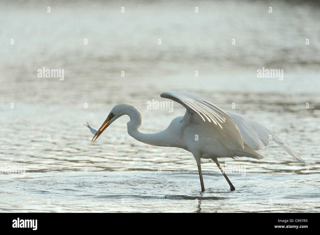 Great Egret (Casmerodius albus), hunting for fish, Danube wetlands ...