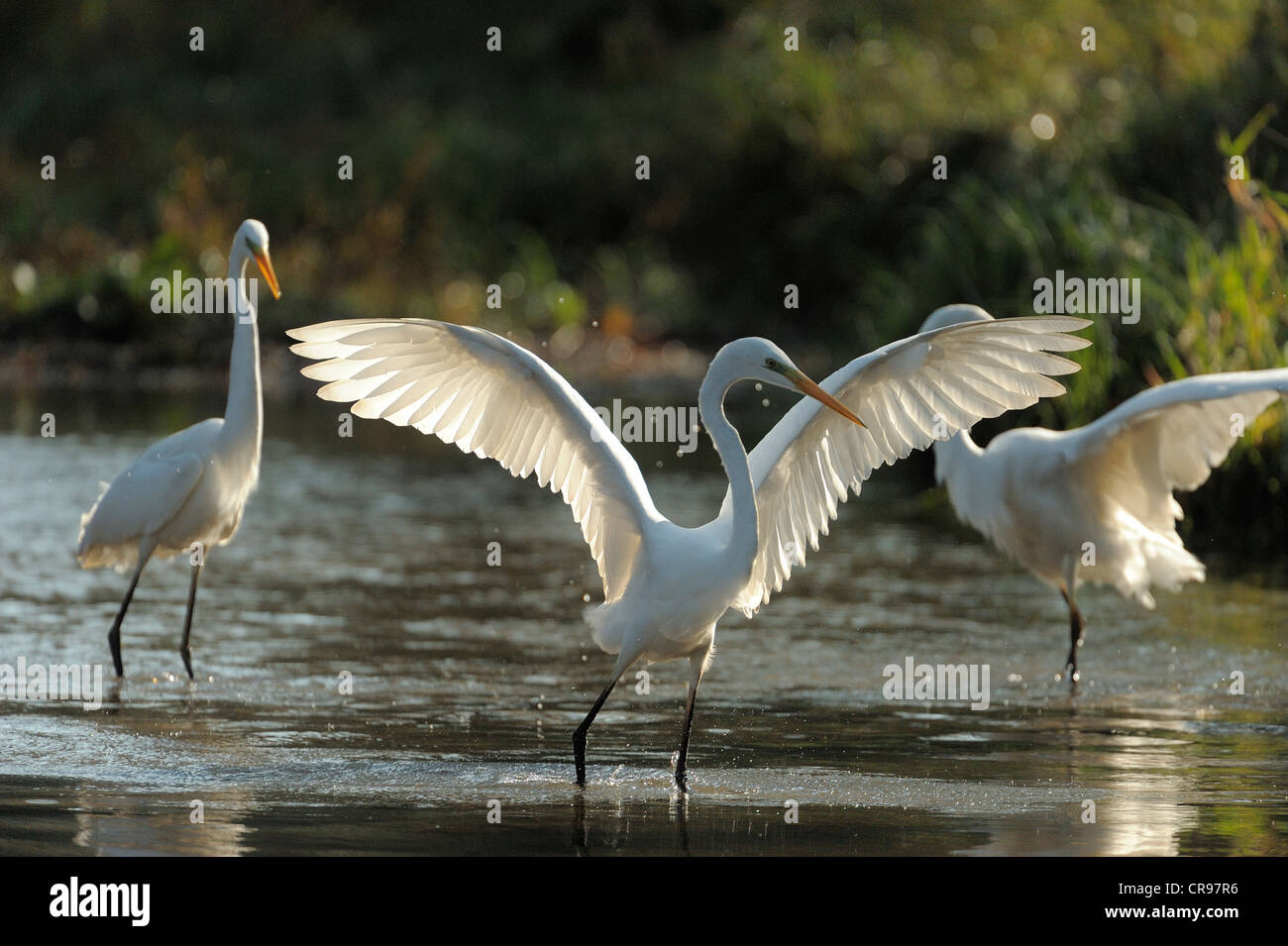 Donau fauna hi-res stock photography and images - Alamy