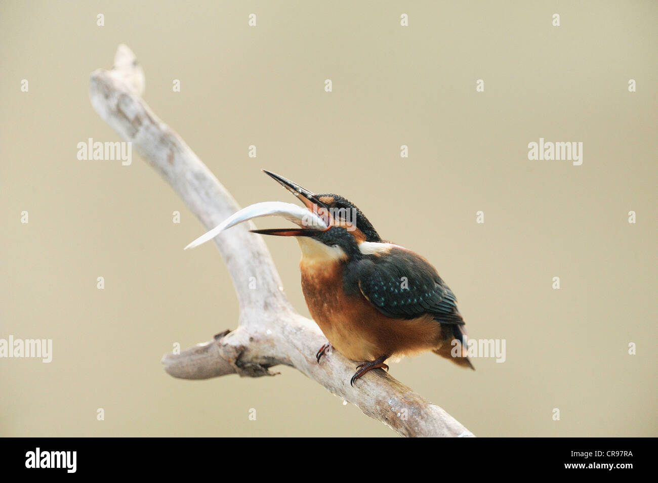 Common Kingfisher (Alcedo atthis), with a fish, Danube wetlands, Donau ...
