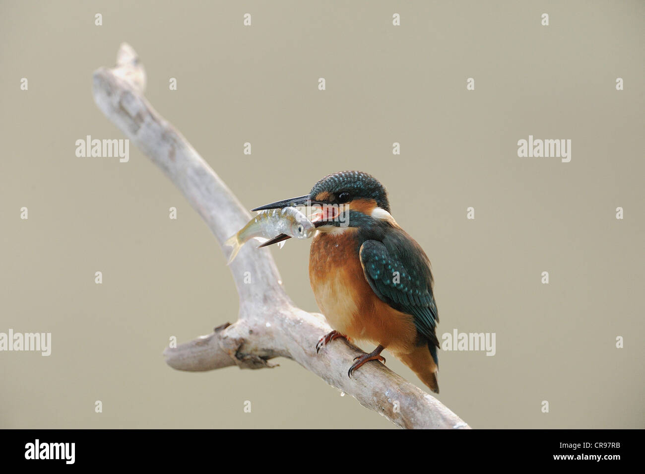Common Kingfisher (Alcedo atthis), with a fish, Danube wetlands, Donau ...