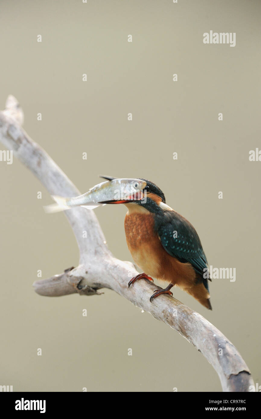Common Kingfisher (Alcedo atthis), with a fish, Danube wetlands, Donau ...
