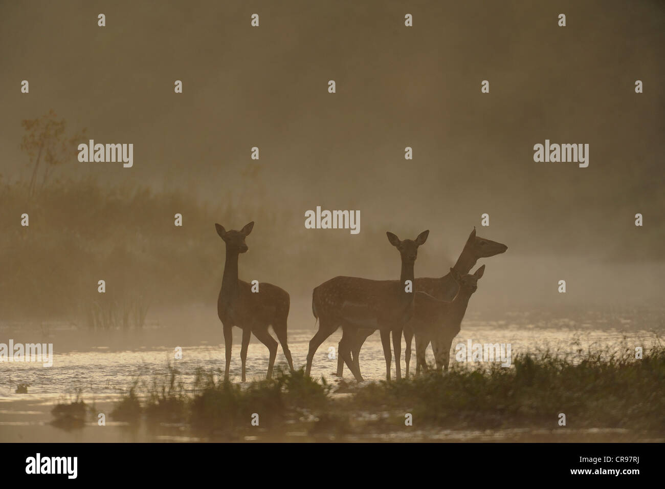 Fallow Deer (Dama dama), does, morning mood, Danube wetlands, Donau ...