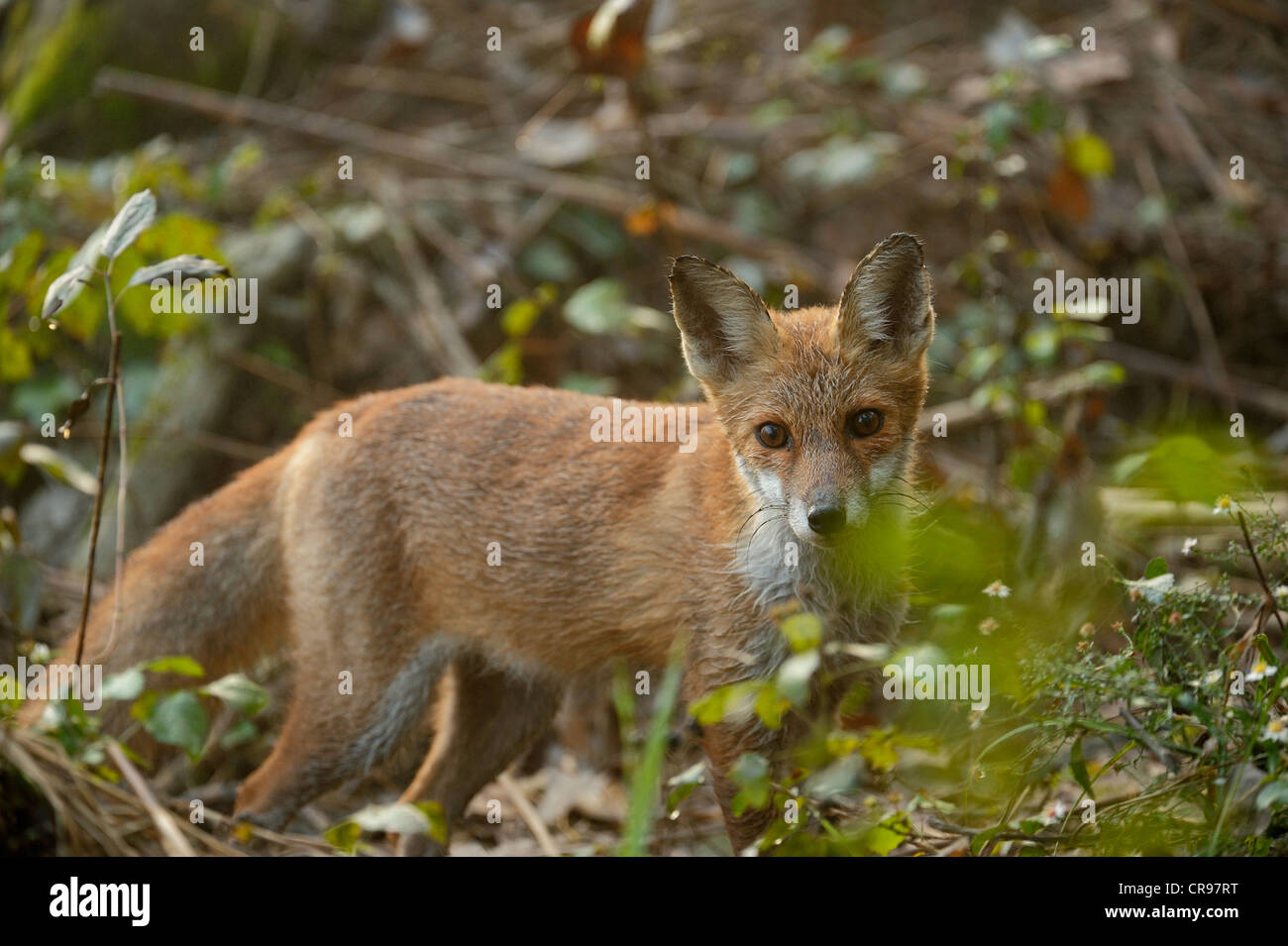 Red Fox (Vulpes vulpes), Danube wetlands, Donau Auen National Park ...
