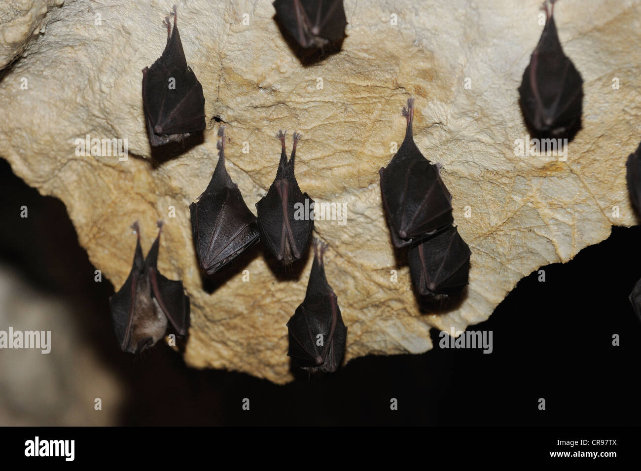 Lesser horseshoe bats (Rhinolophus hipposideros), Hermann's Cave, Lower ...