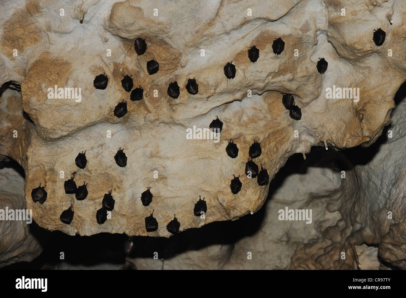 Lesser horseshoe bats (Rhinolophus hipposideros), Hermann's Cave, Lower ...