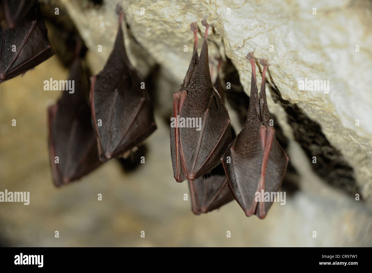 Lesser horseshoe bats (Rhinolophus hipposideros), Hermann's Cave, Lower ...