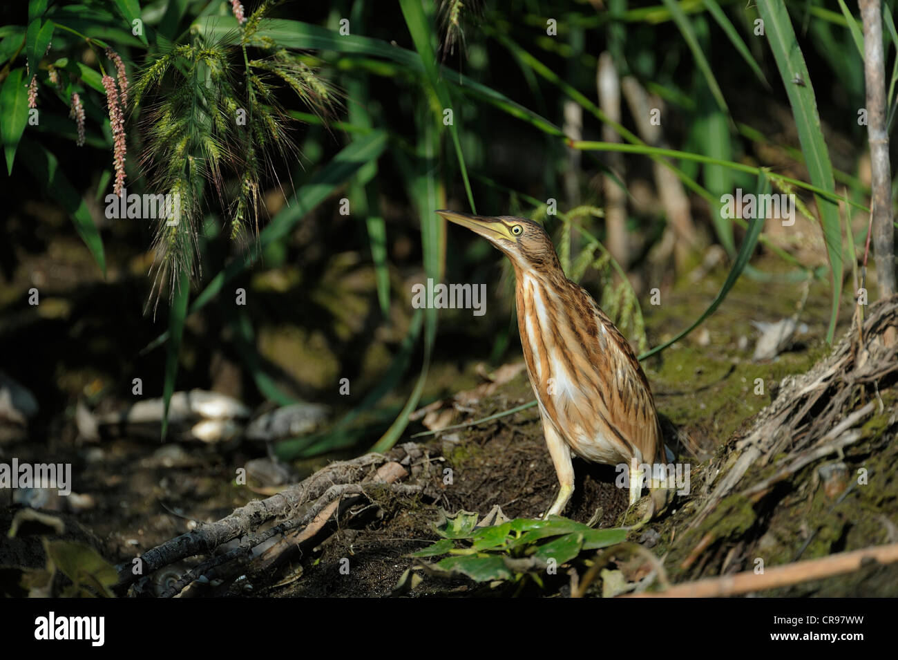 Little Bittern (Ixobrychus minutus), young Bird, Danube Delta, Romania ...