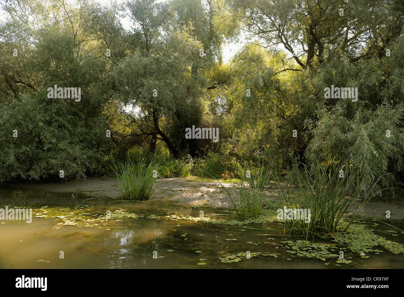 Dead stream branch, Danube Delta, Romania, Europe Stock Photo - Alamy