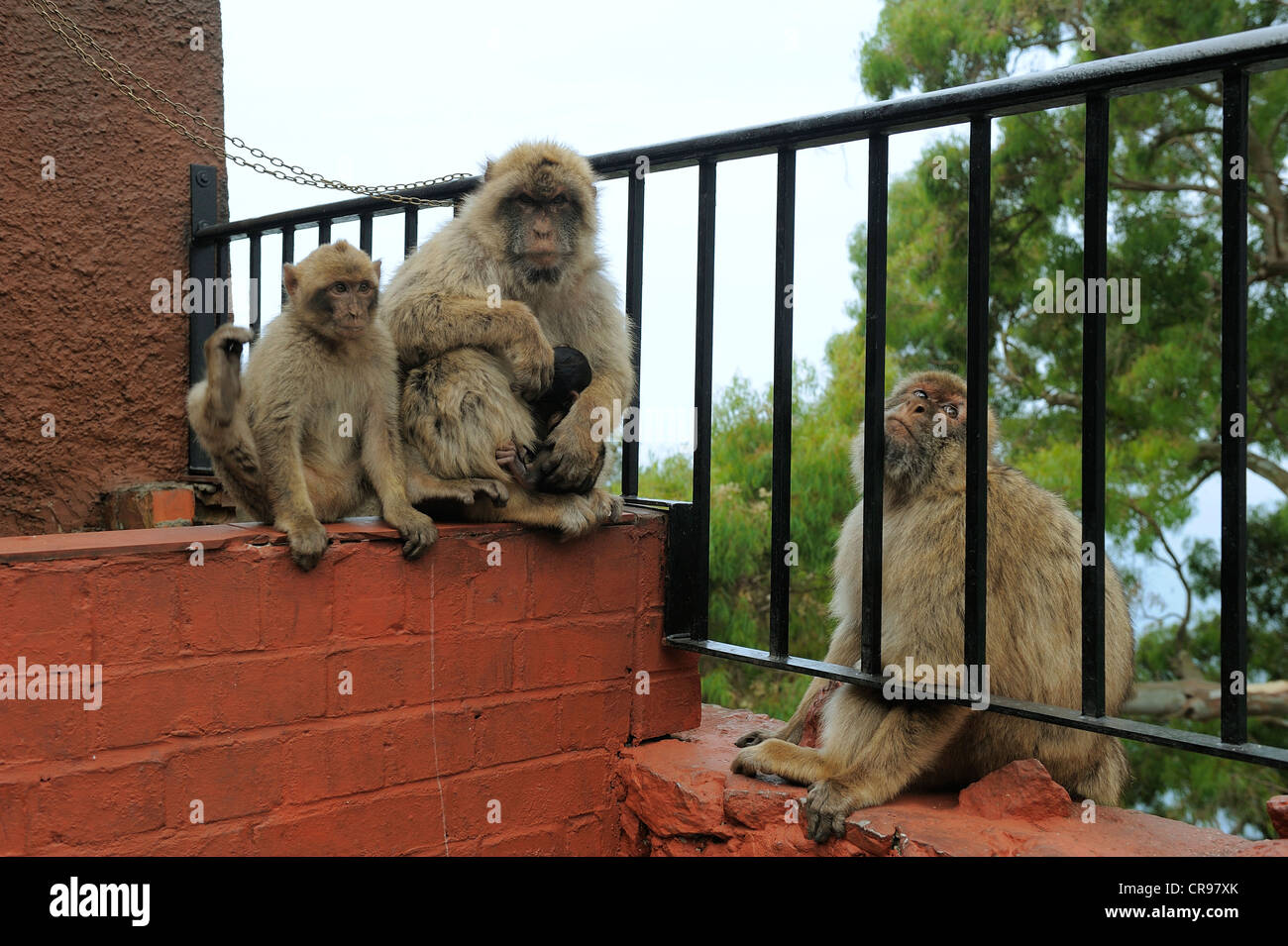 Barbary macaques (Macaca sylvanus) at railing, Gibraltar, British ...