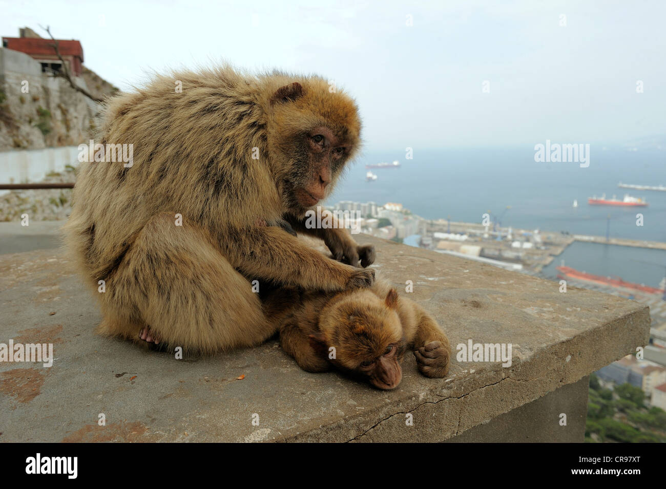 Barbary macaques (Macaca sylvanus), delousing, Gibraltar, British ...