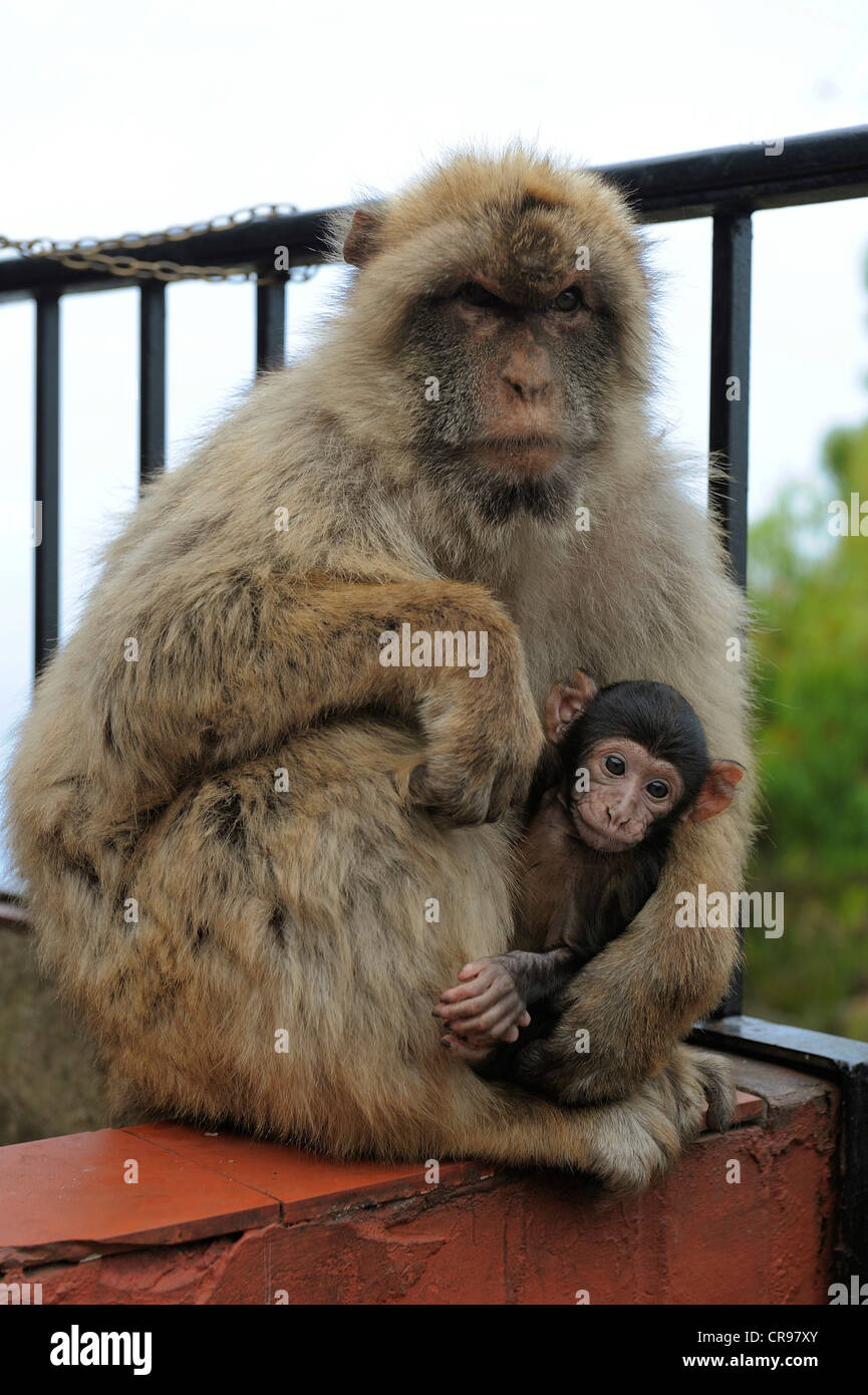 Barbary macaques (Macaca sylvanus), mother and young, Gibraltar ...