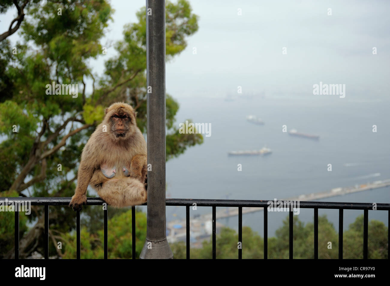 Barbary Macaque (Macaca sylvanus) on railing, Gibraltar, British ...