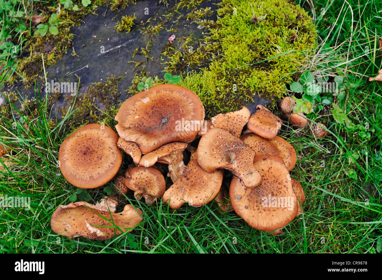 Oak Milkcap (Lactarius quietus), Mettlach, Saarland, Germany, Europe ...